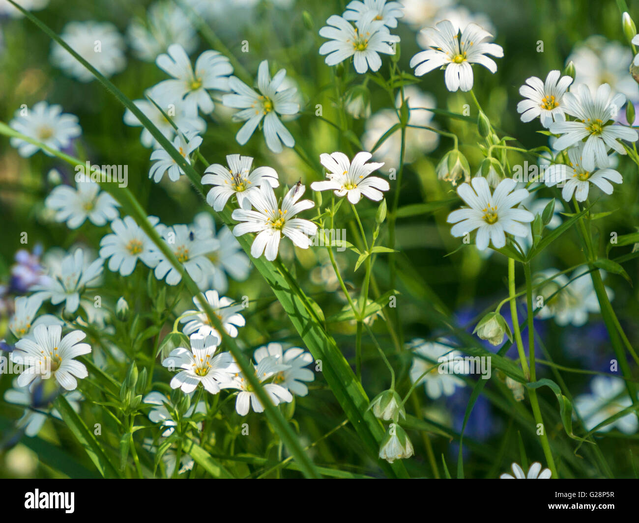 Beris hi-res stock photography and images - Alamy
