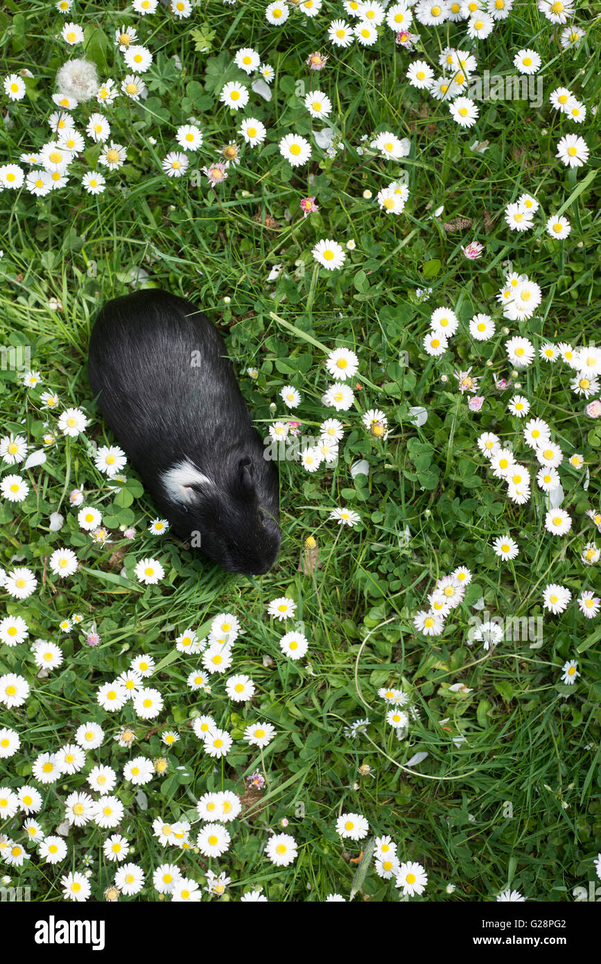 Guinea pig eating grass outside in the garden. Guinea pig (Cavia ...