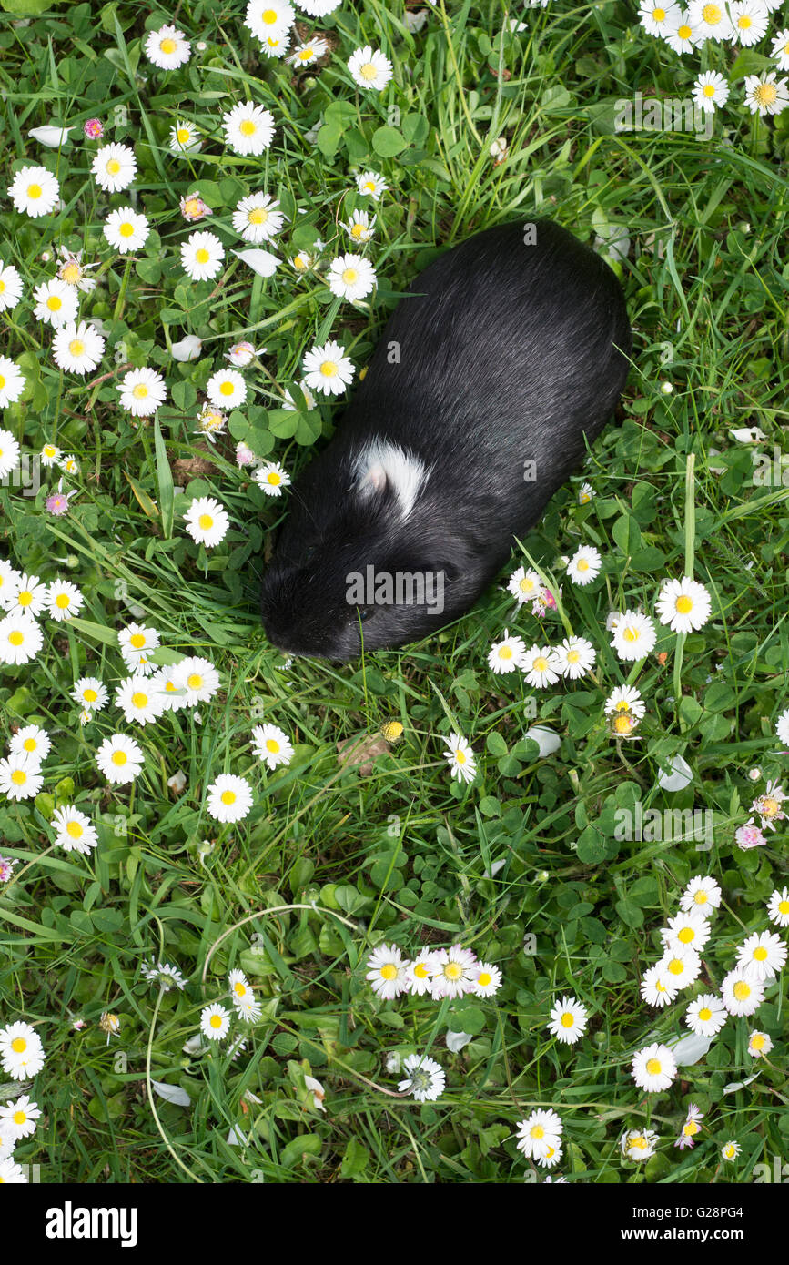Guinea pig eating grass outside in the garden. Guinea pig (Cavia ...