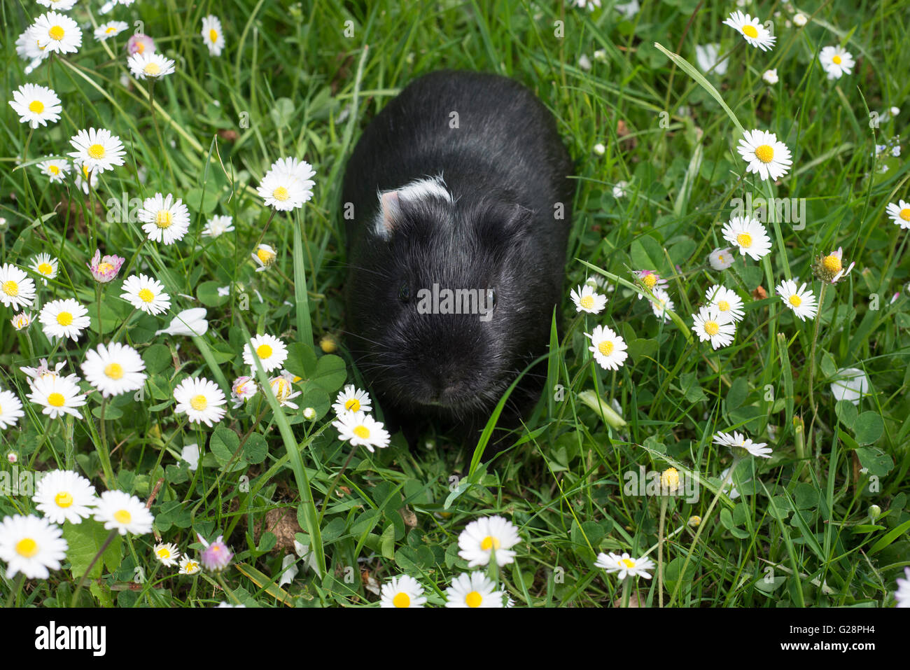 Guinea pig eating grass outside in the garden. Guinea pig (Cavia ...