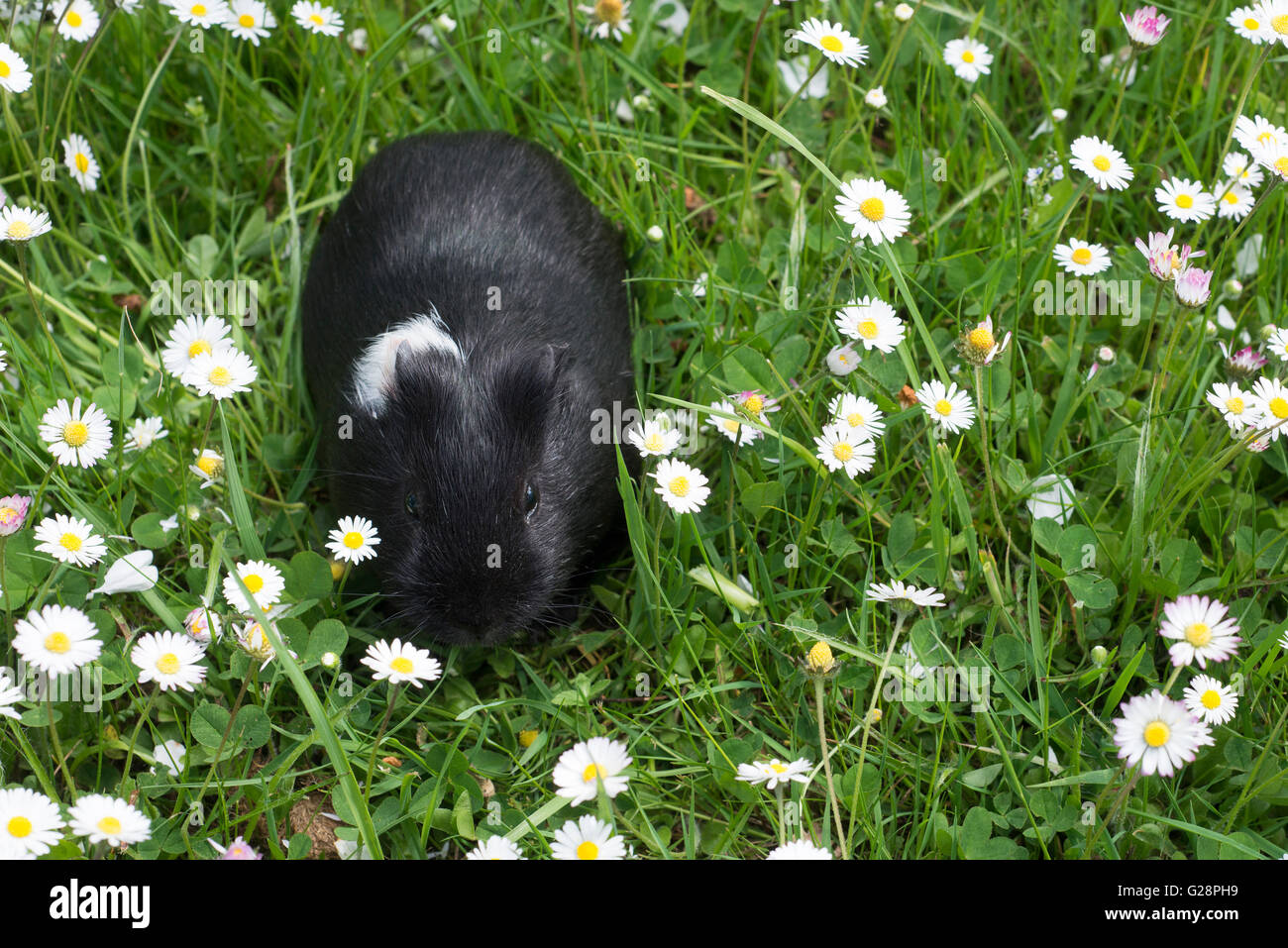 Guinea pig eating grass outside in the garden. Guinea pig (Cavia ...