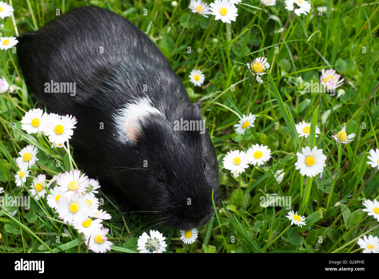 Guinea pig eating grass outside in the garden. Guinea pig (Cavia ...