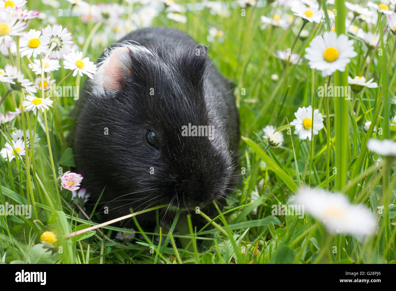 Guinea pig eating grass outside in the garden. Guinea pig (Cavia ...