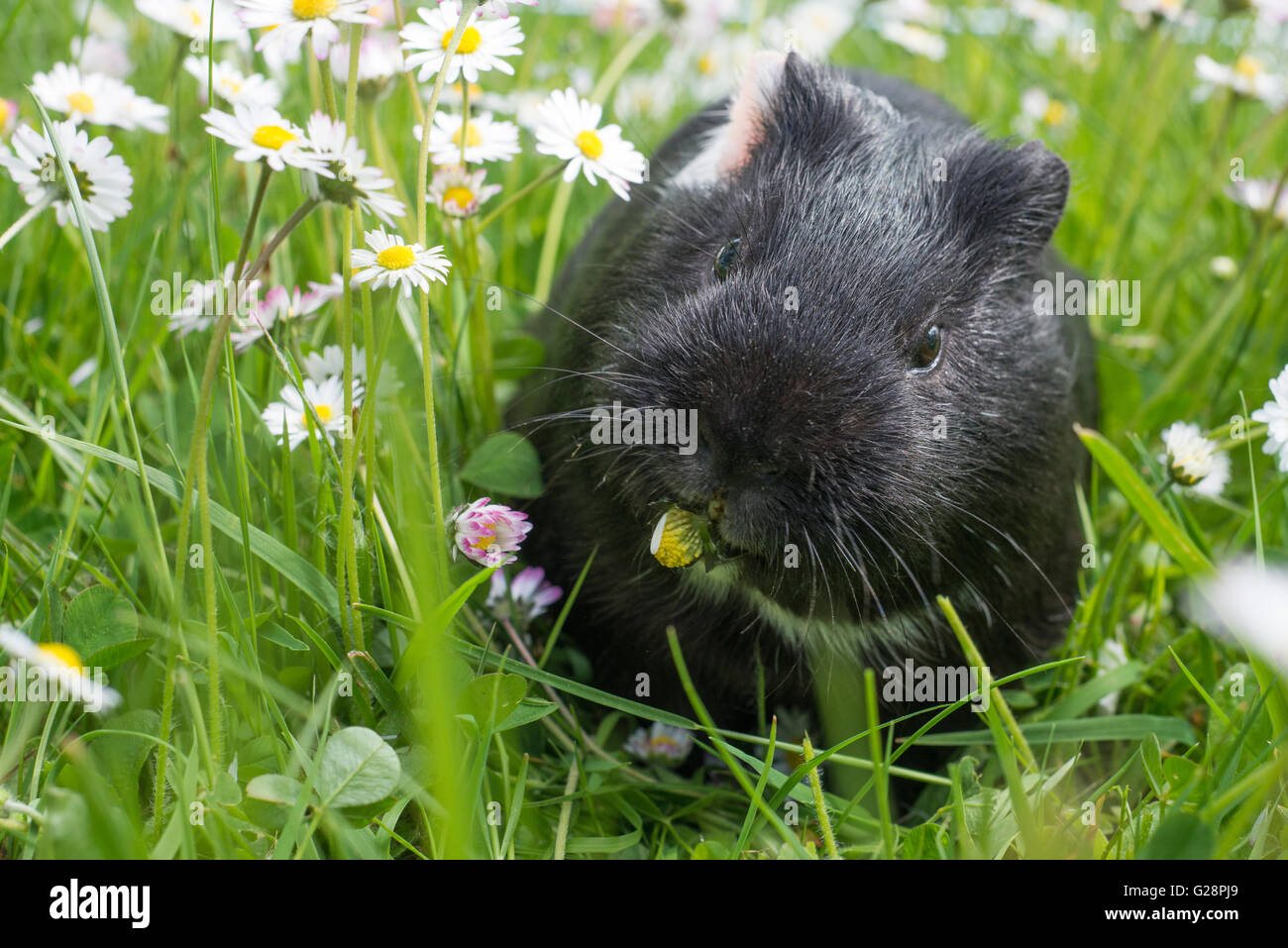 Guinea pig eating grass outside in the garden. Guinea pig (Cavia ...