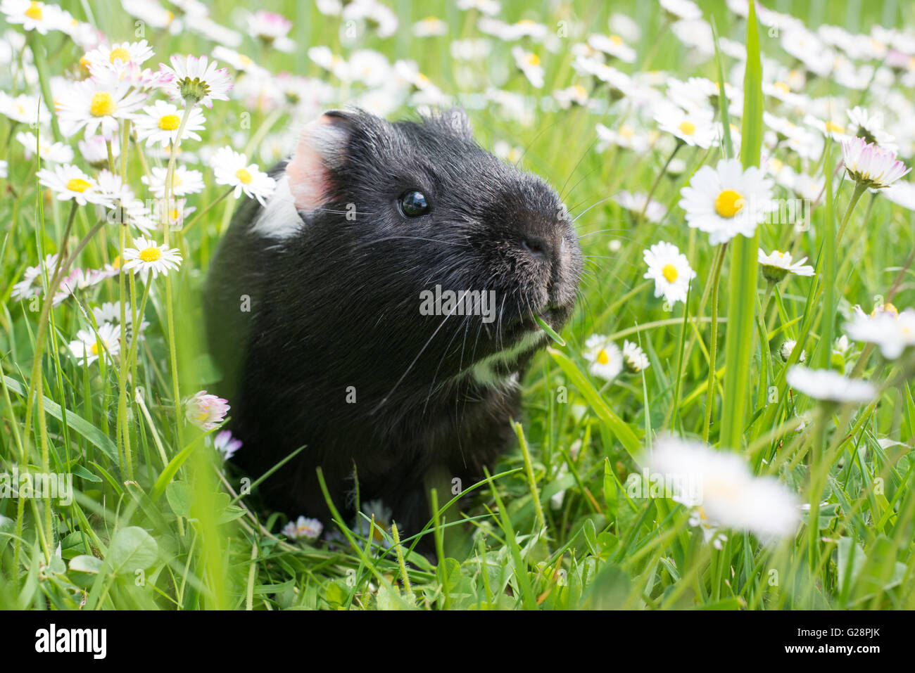 Guinea pig eating grass outside in the garden. Guinea pig (Cavia ...