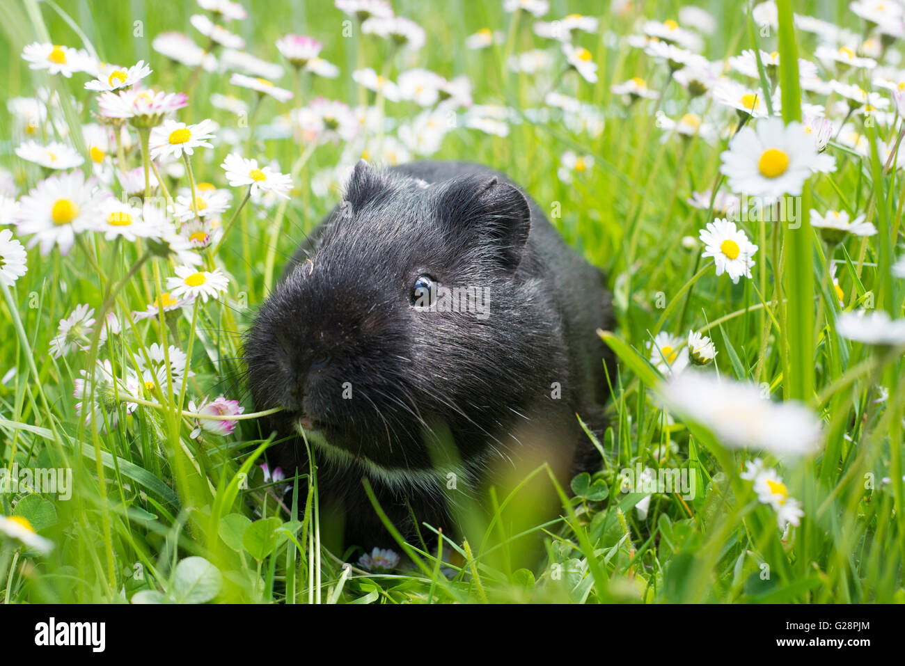 Guinea pig eating grass outside in the garden. Guinea pig (Cavia ...