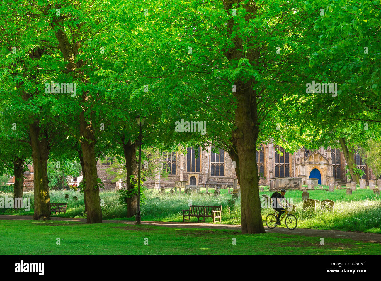 Suffolk landscape summer, a cyclist rides through the Great Churchyard ...