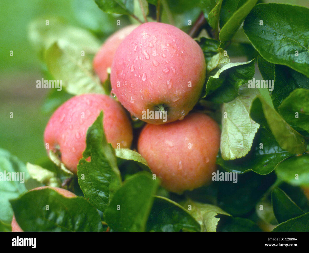 Apple tree branch in rain hi-res stock photography and images - Alamy