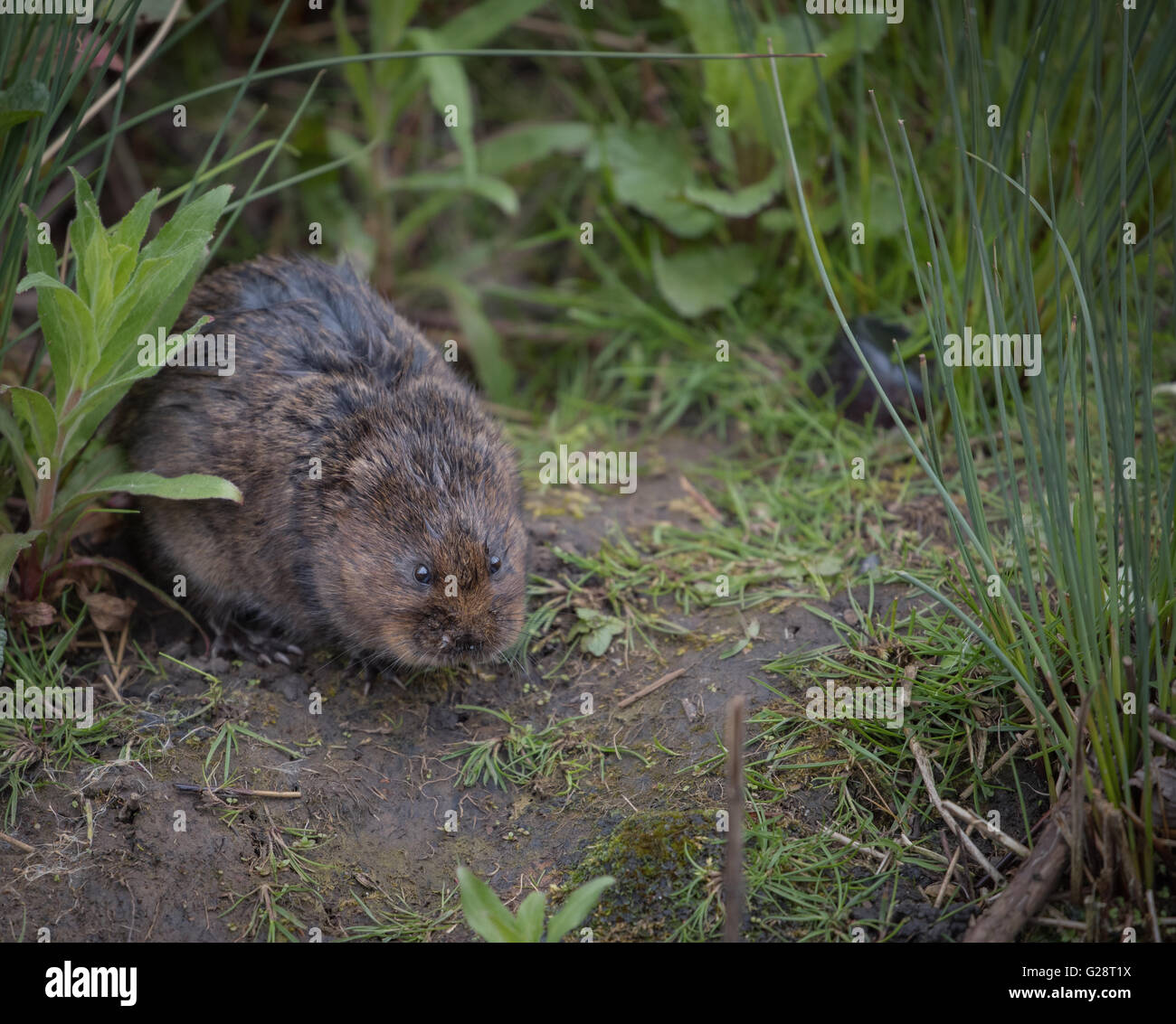Bank voles uk hi-res stock photography and images - Alamy
