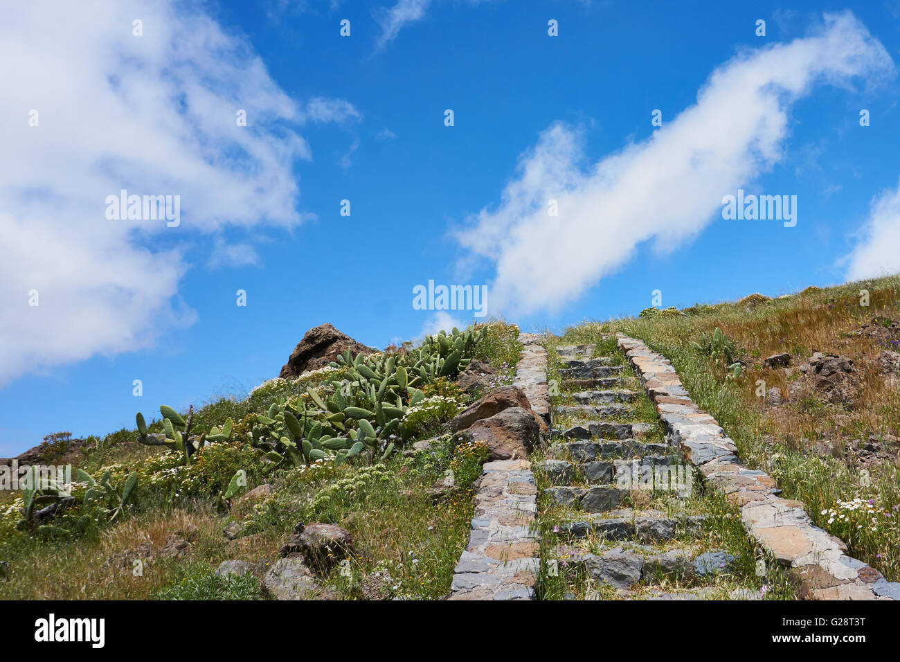 Stepped pathway between stones and cacti Stock Photo - Alamy