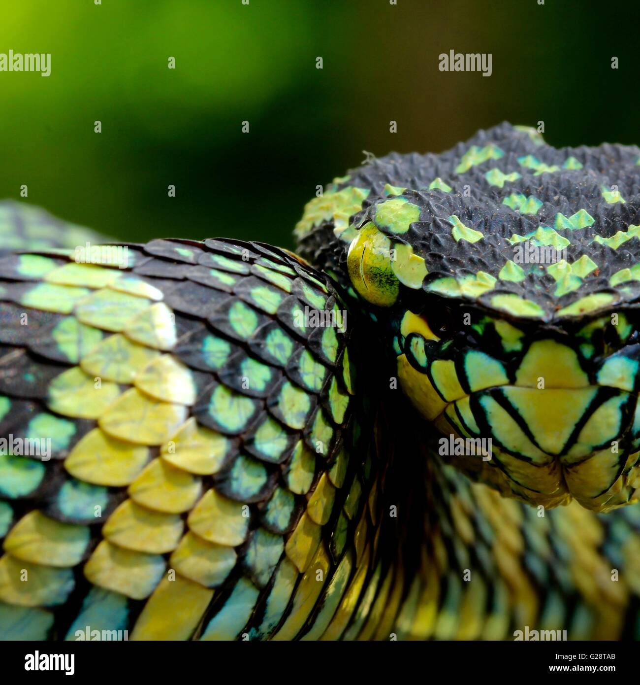 staring venomous snake with its sharp eye Stock Photo - Alamy