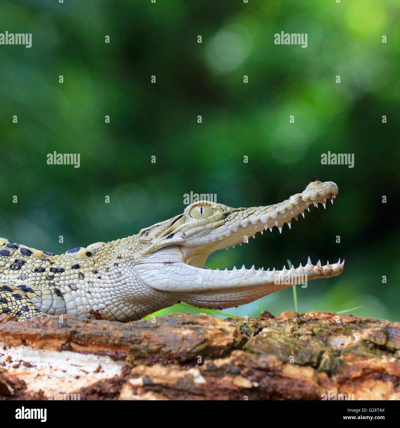 Alligator open mouth hi-res stock photography and images - Alamy