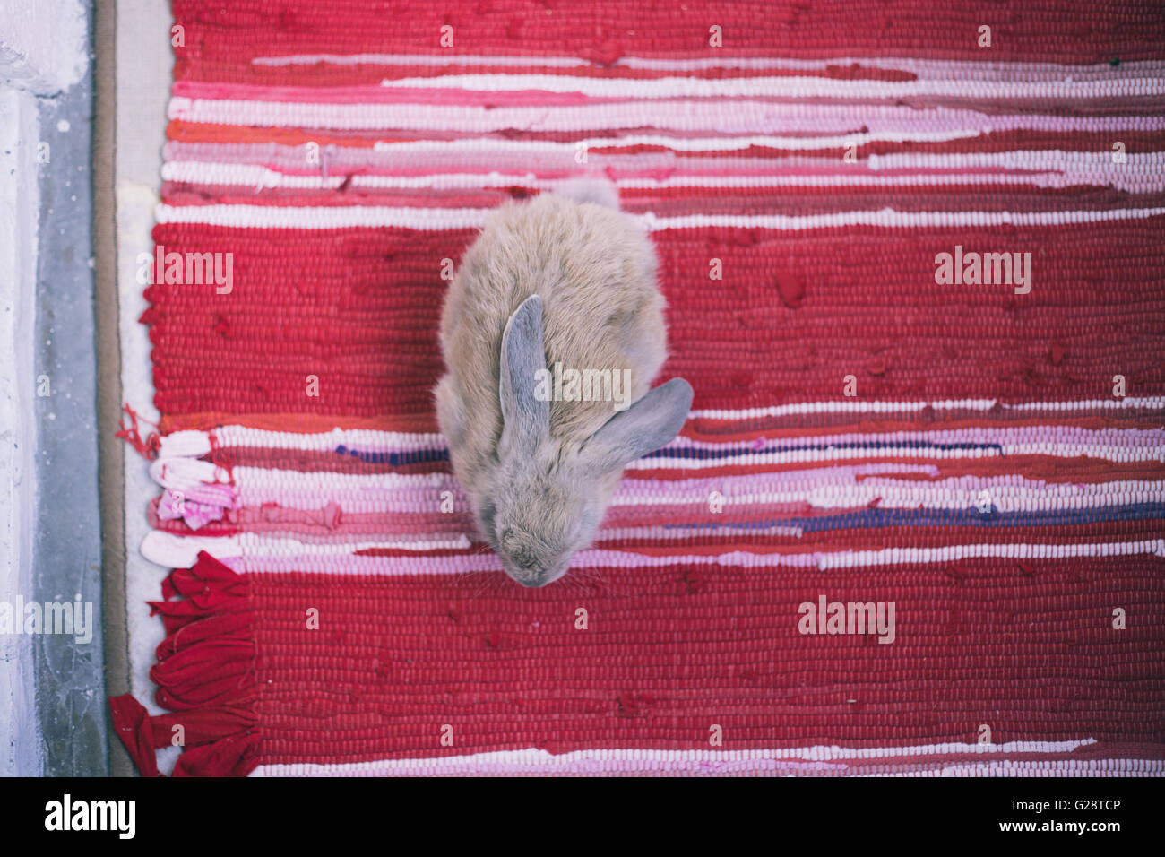 Baby bunny hi-res stock photography and images - Alamy