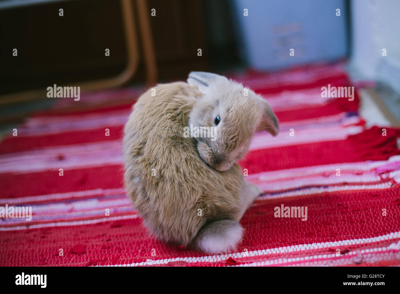 Baby bunny hi-res stock photography and images - Alamy