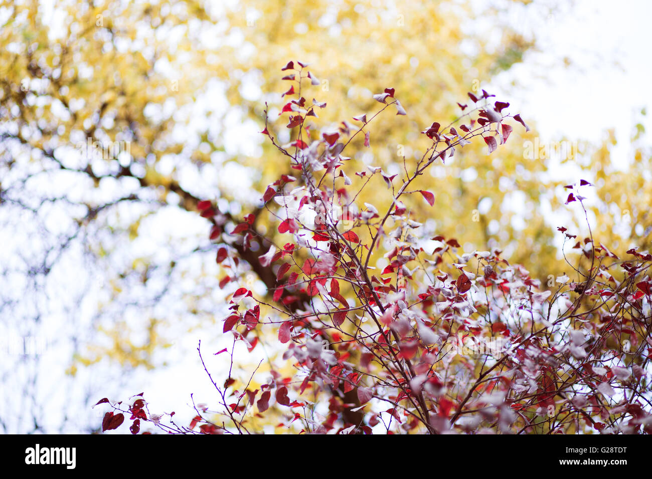 Colorful autumn trees Stock Photo - Alamy