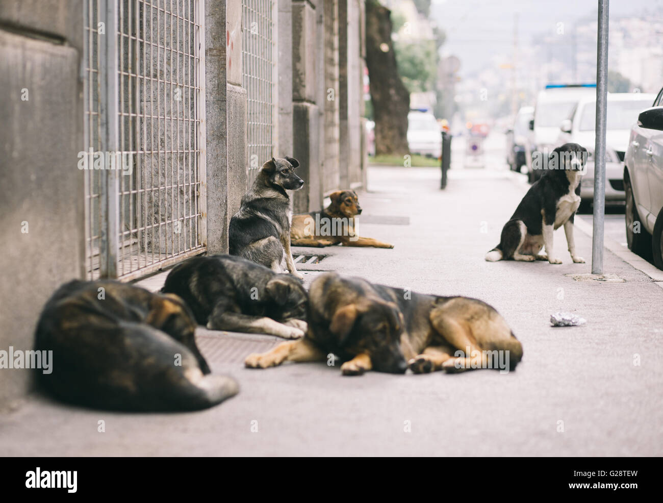 Dogs and animals hi-res stock photography and images - Alamy