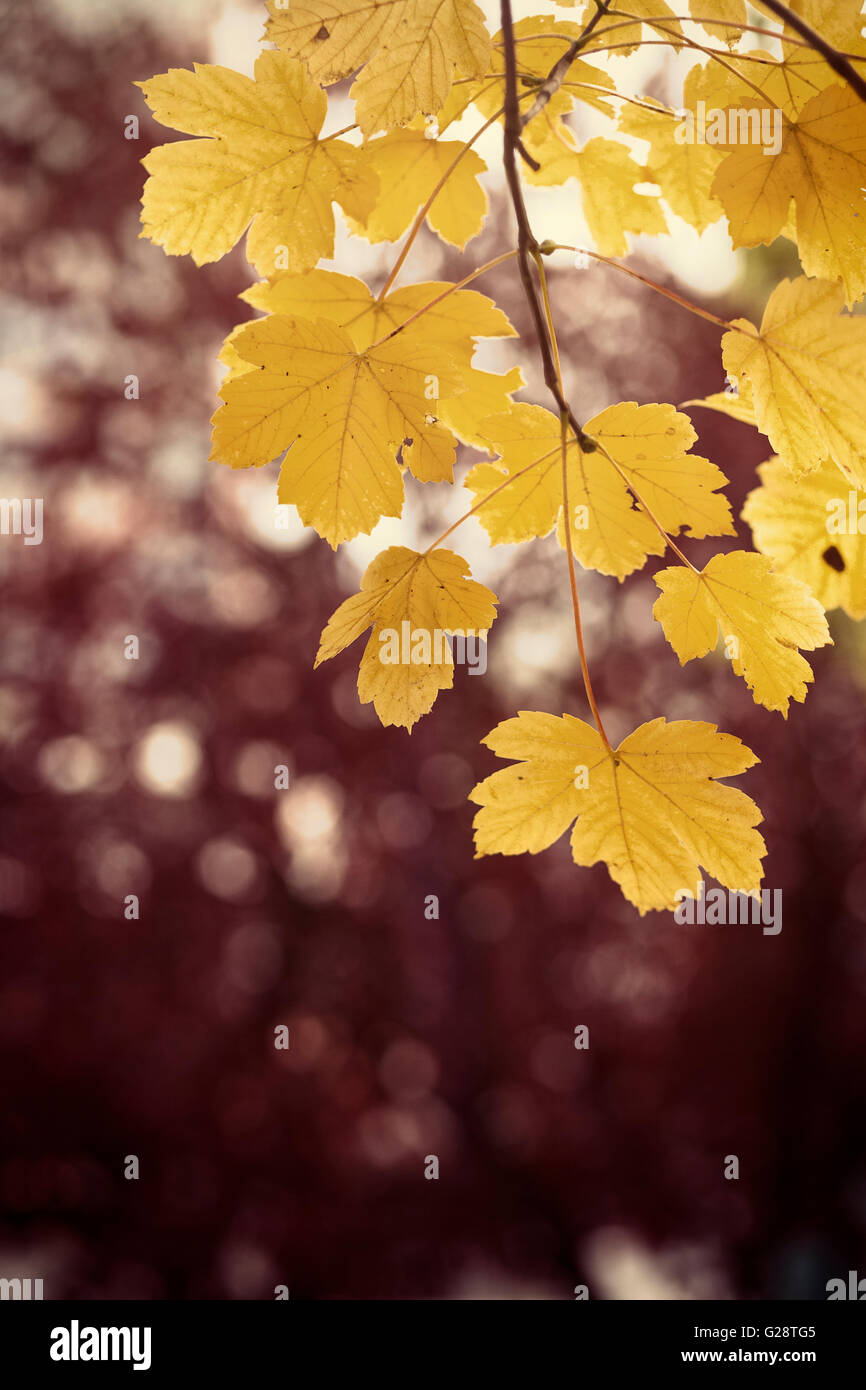 Beautiful fall leafs hi-res stock photography and images - Alamy