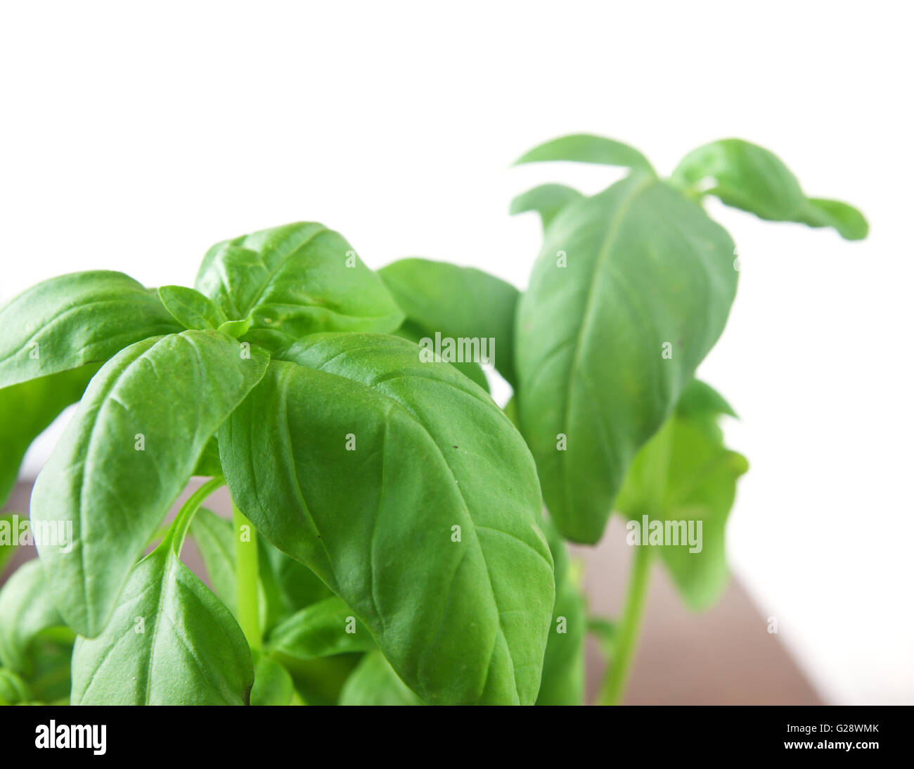 A basil plant on white background Stock Photo - Alamy