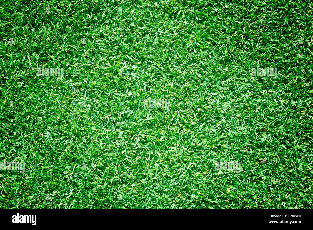 Golf Courses green lawn pattern textured background Stock Photo - Alamy