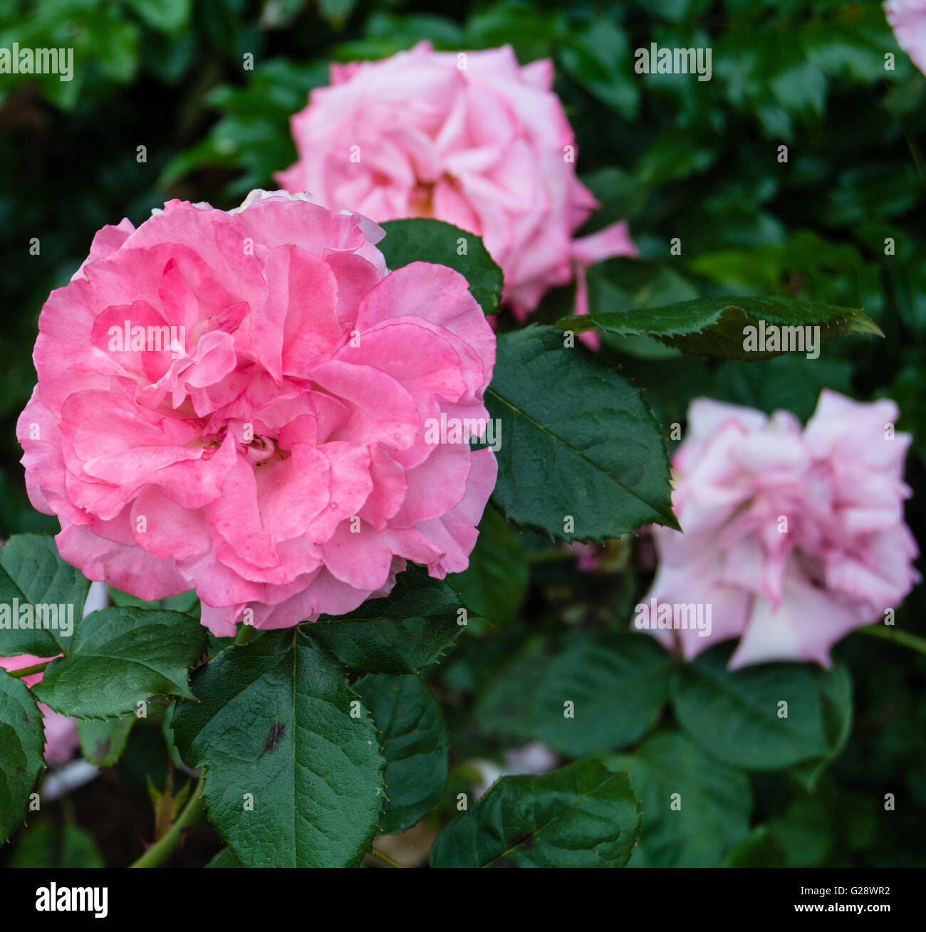 The Pleasure Rose blooms at the Woodland Park Rose Garden in Seattle ...