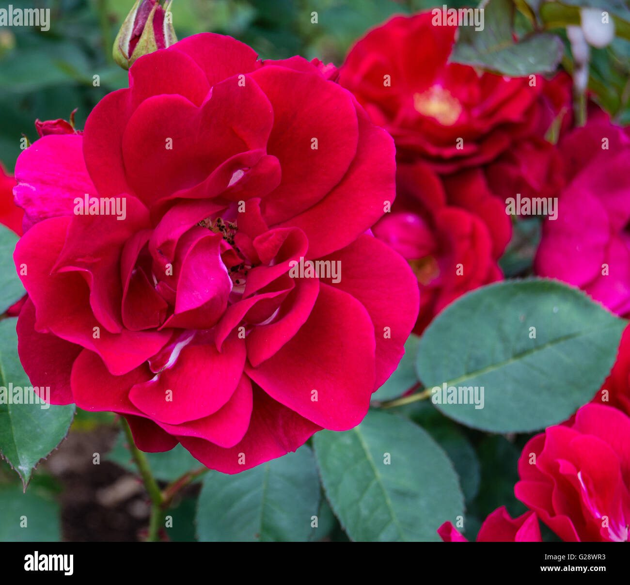 The Folkstone Rose blooms at the Woodland Park Rose Garden in Seattle ...