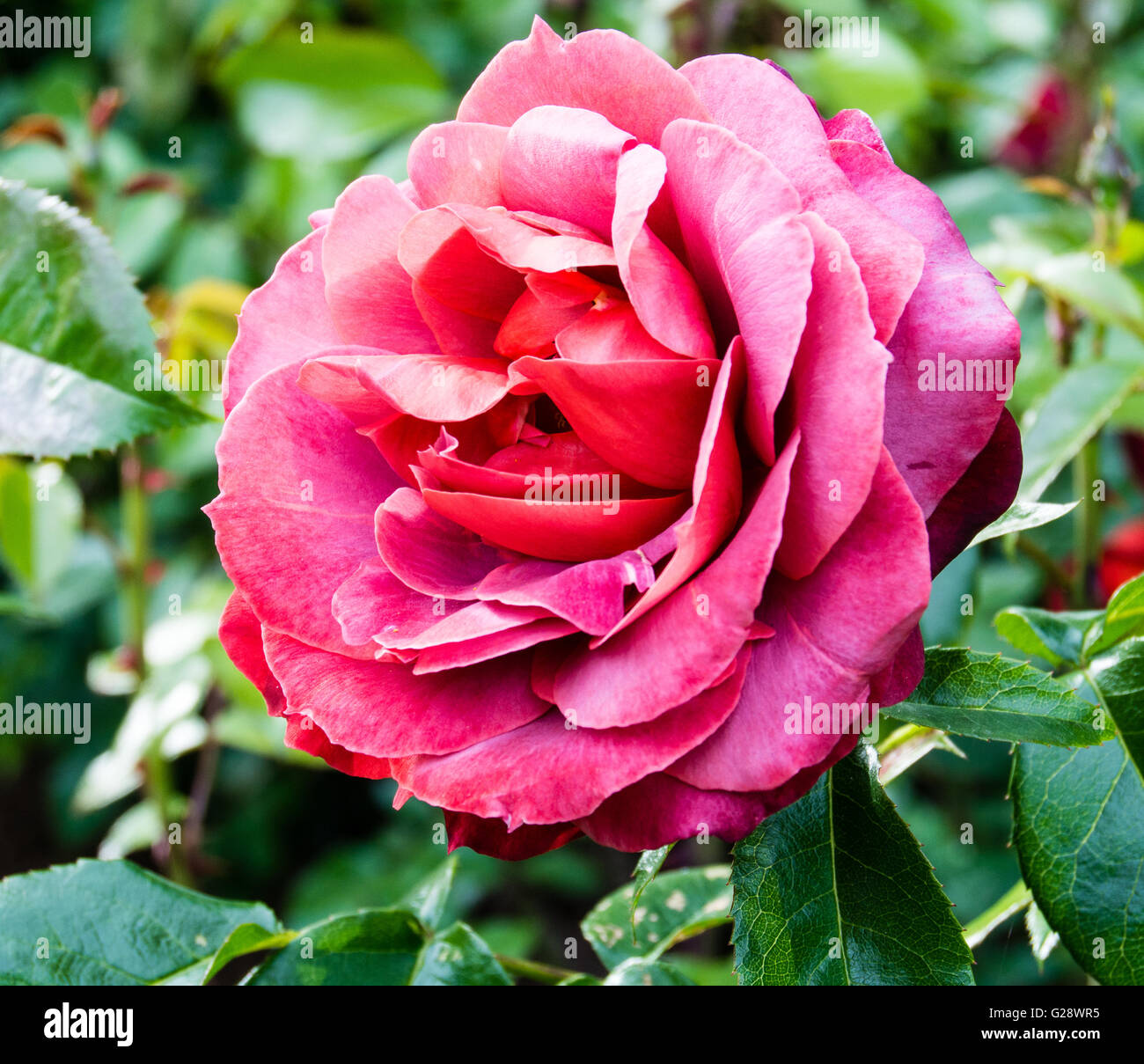 The Hot Cocoa Rose blooms at the Woodland Park Rose Garden in Seattle ...