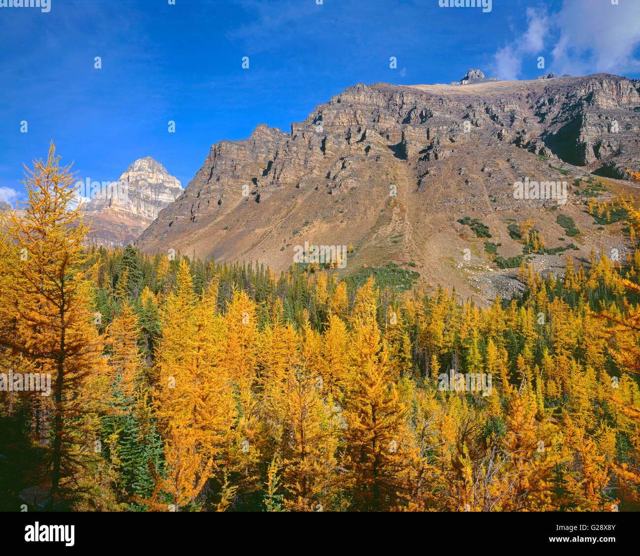 Canada, Alberta, Banff National Park, Autumn colored alpine larch ...