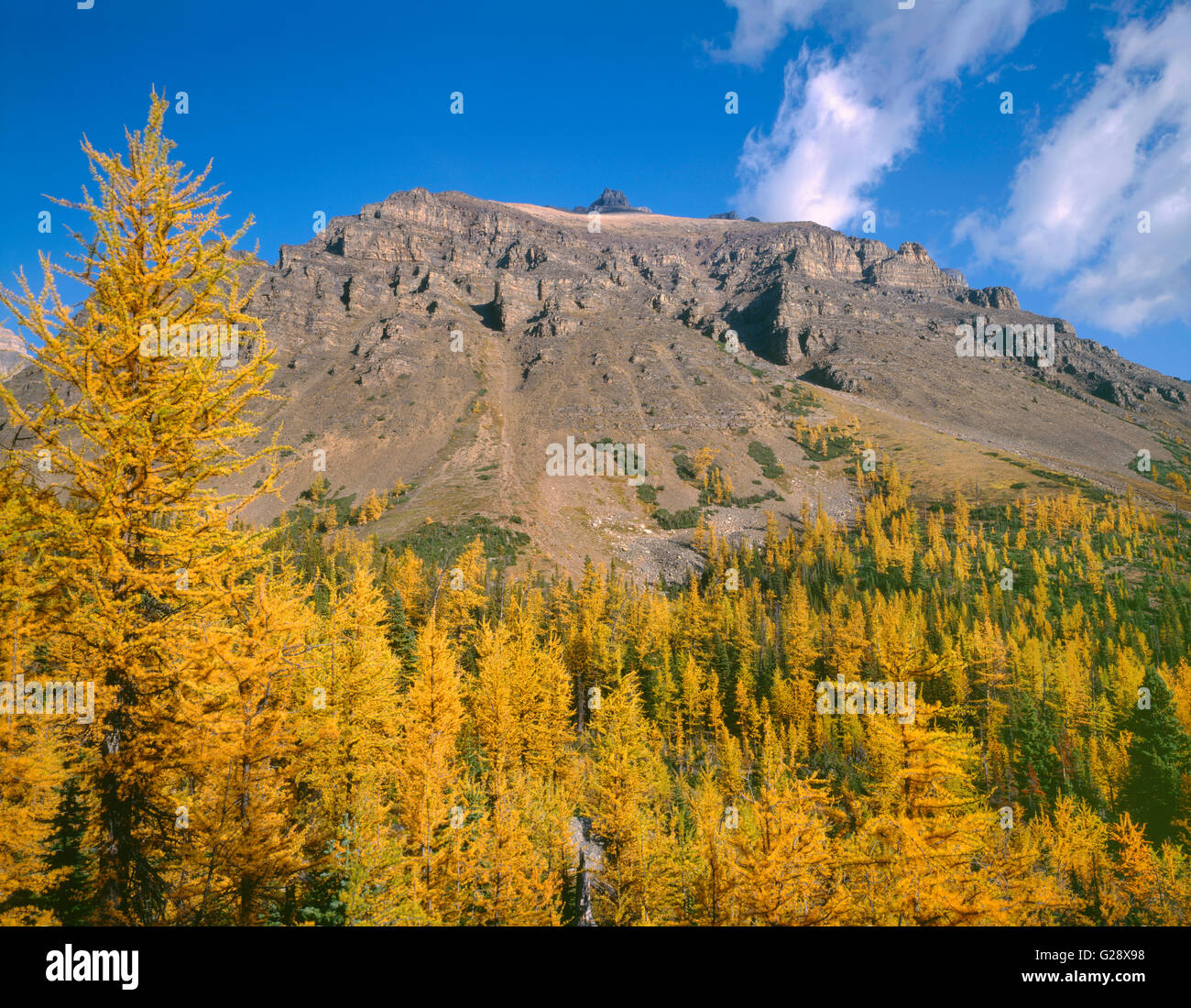 Canada, Alberta, Banff National Park, Alpine larch, an uncommon ...