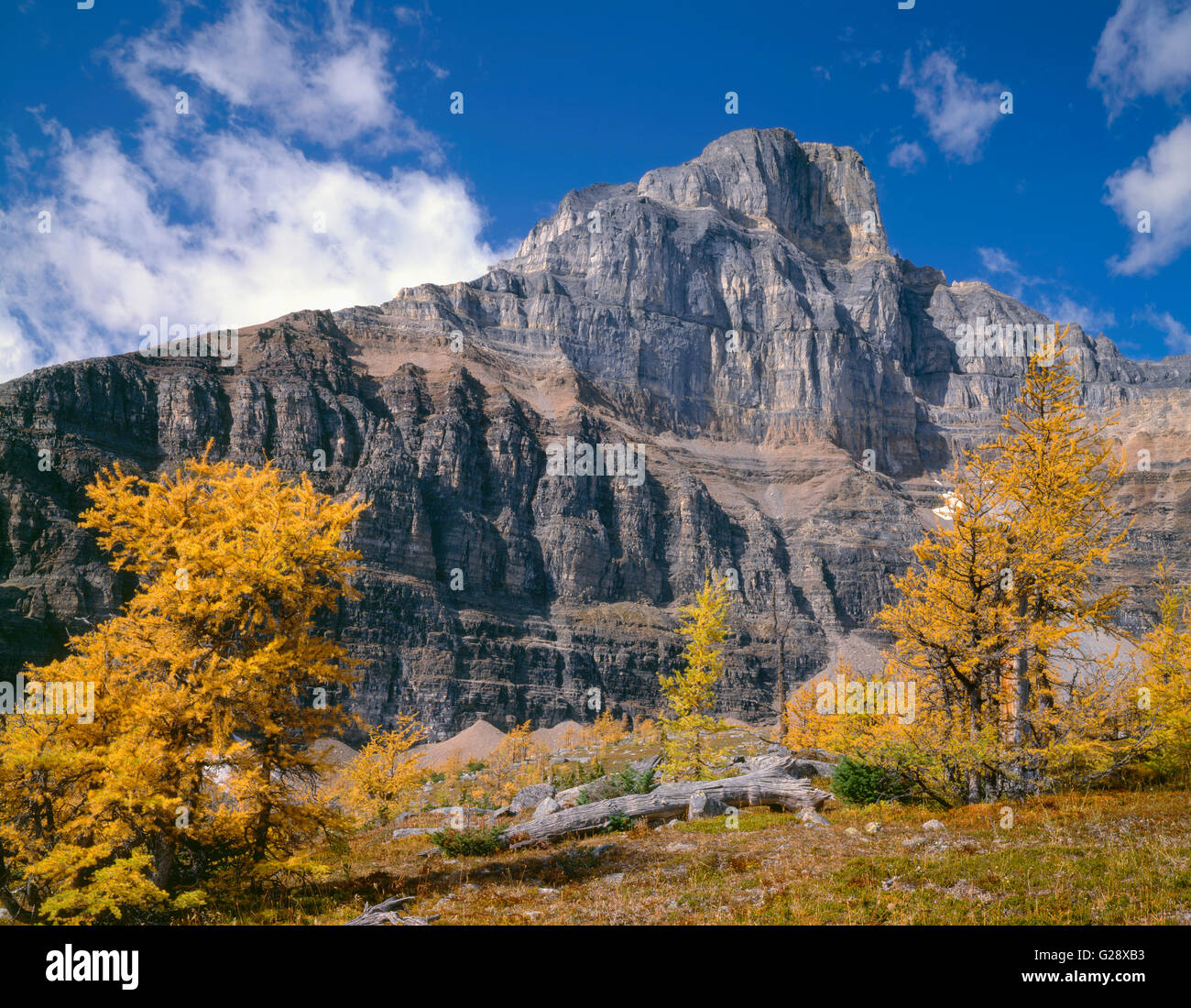 Canada, Alberta, Banff National Park, Alpine larch display fall color ...