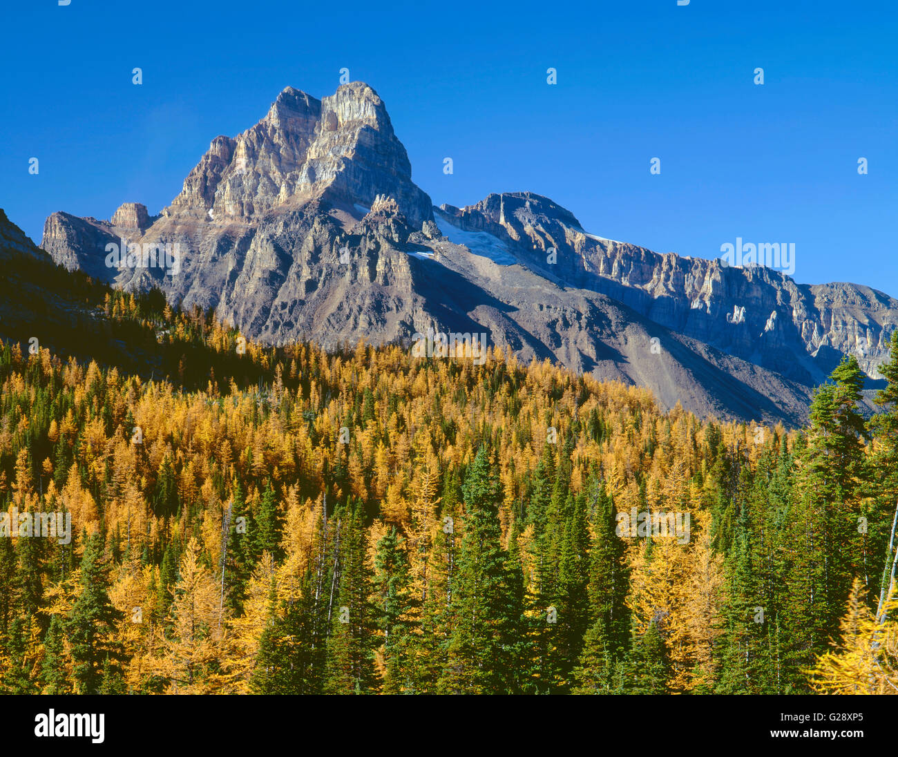 Canada, British Columbia, Yoho National Park, Alpine larch adds color ...