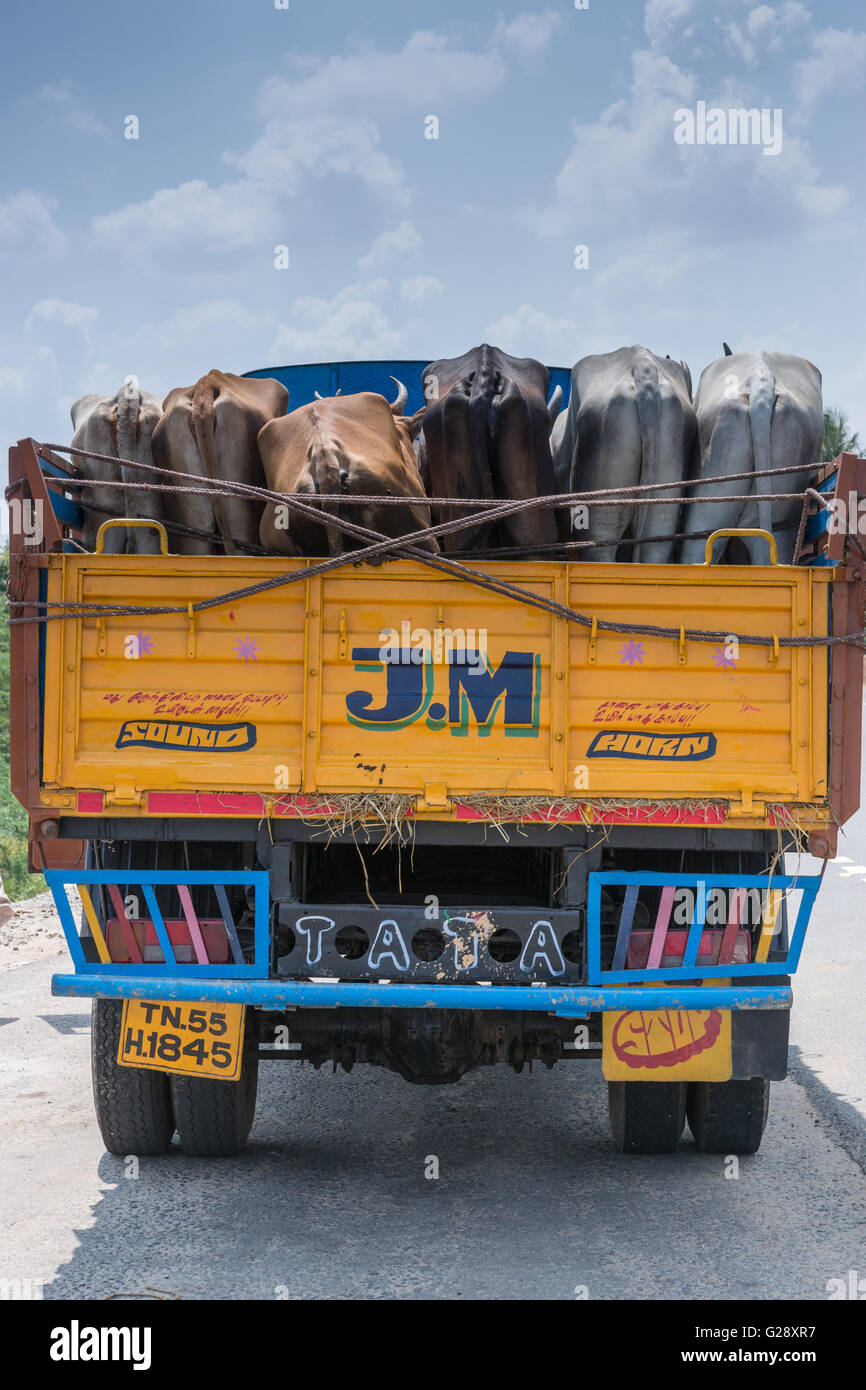 Cattle truck hi-res stock photography and images - Alamy