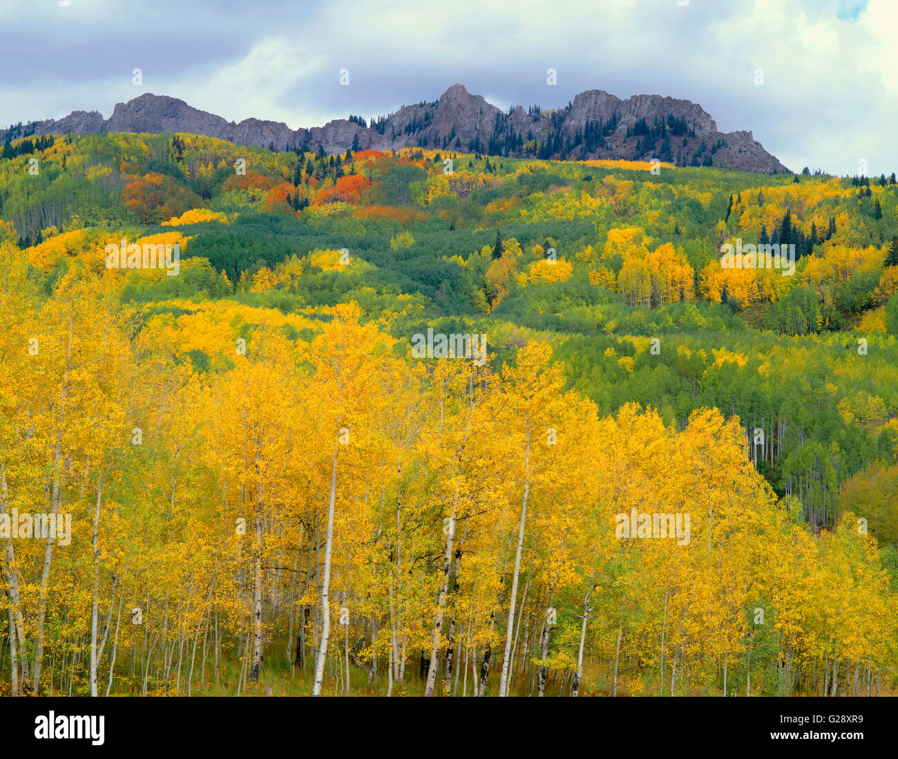 USA, Colorado, Gunnison National Forest; Fall brings color to huge ...