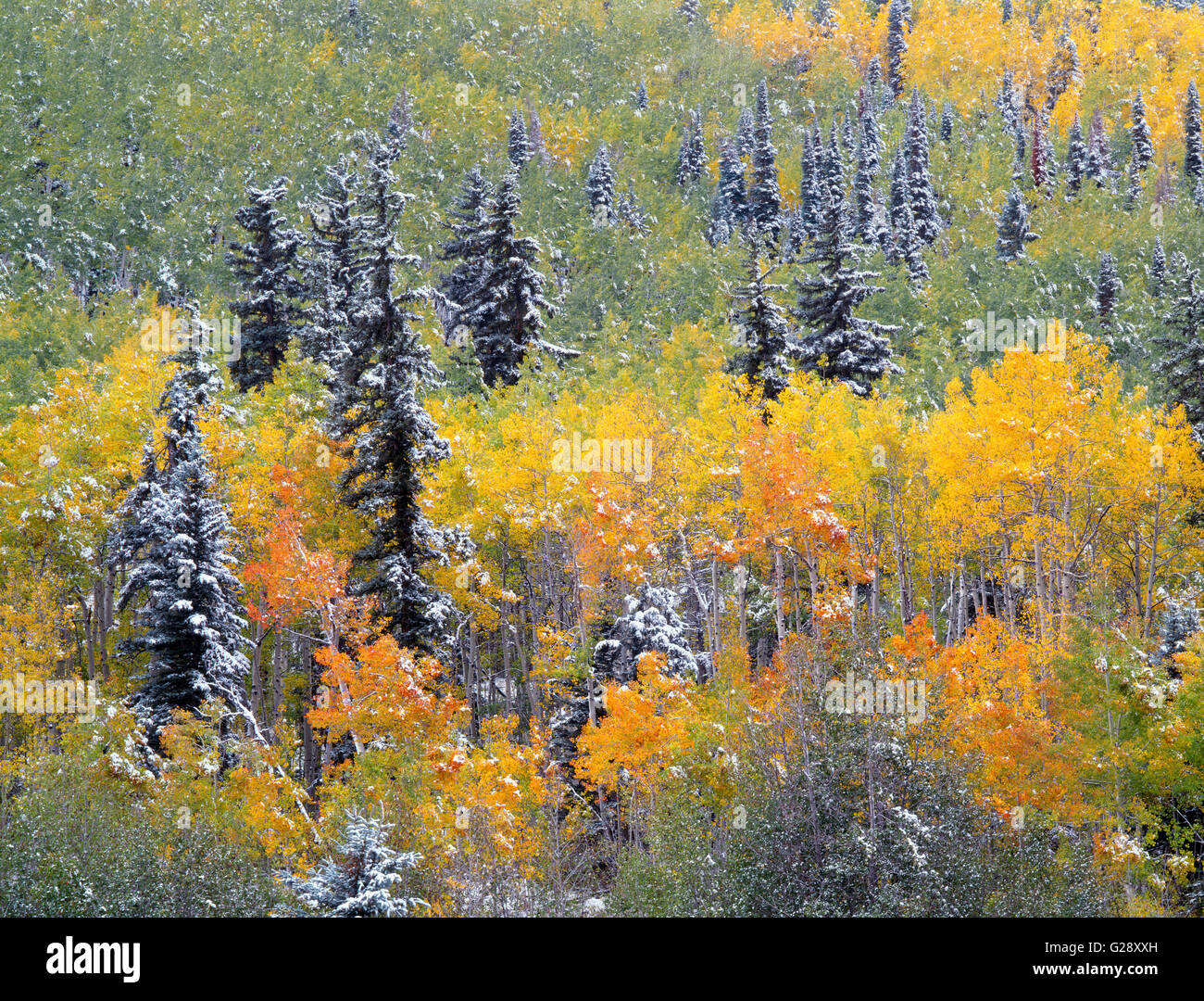 USA, Colorado, Uncompahgre National Forest, Snowfall on fall colored ...