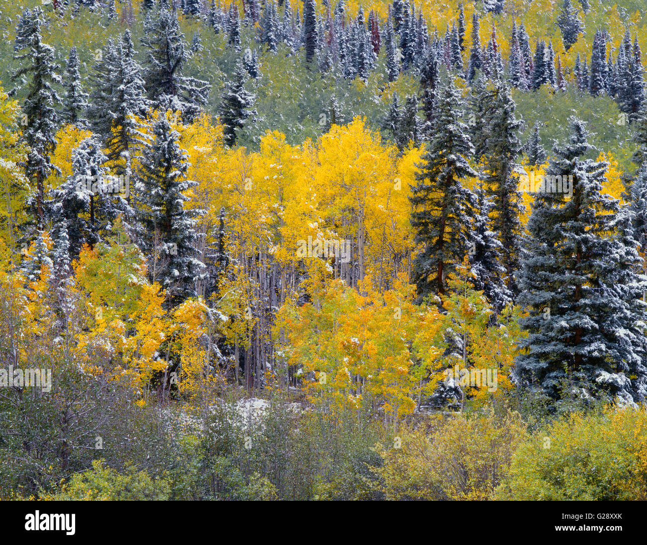 USA, Colorado, Uncompahgre National Forest, Snowfall on fall colored ...
