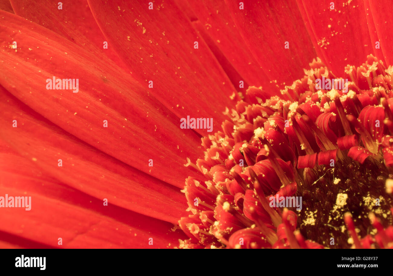 Macro image of red gerbera Stock Photo - Alamy
