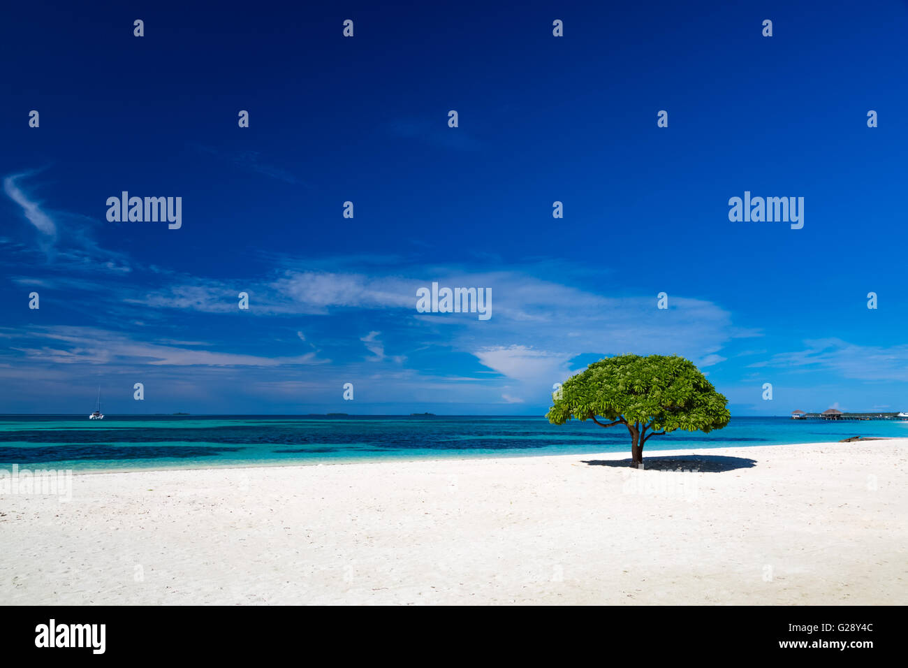 Beautiful beach in Maldives, with a tropical tree Stock Photo - Alamy