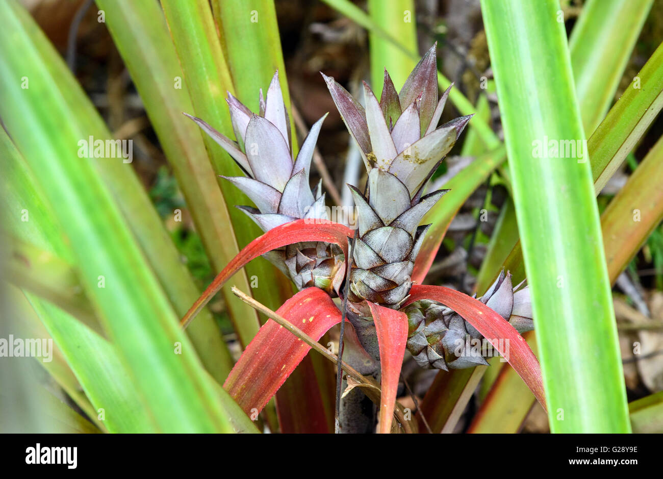 Pineapple flowers grow in tropical forest. Kadidiri island. Togean ...