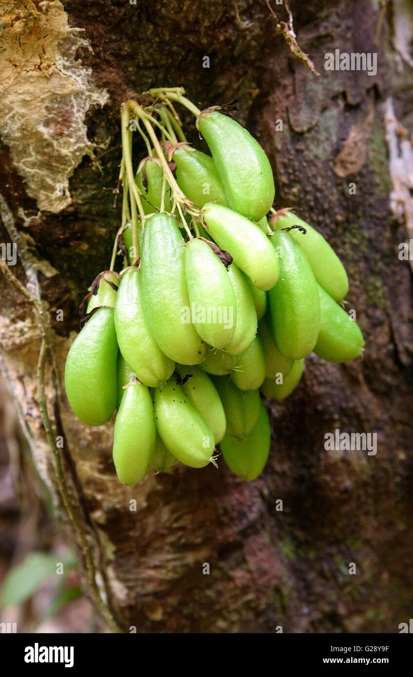 Cauliflory tropical fruits. Fruit growing directly from the trunk ...