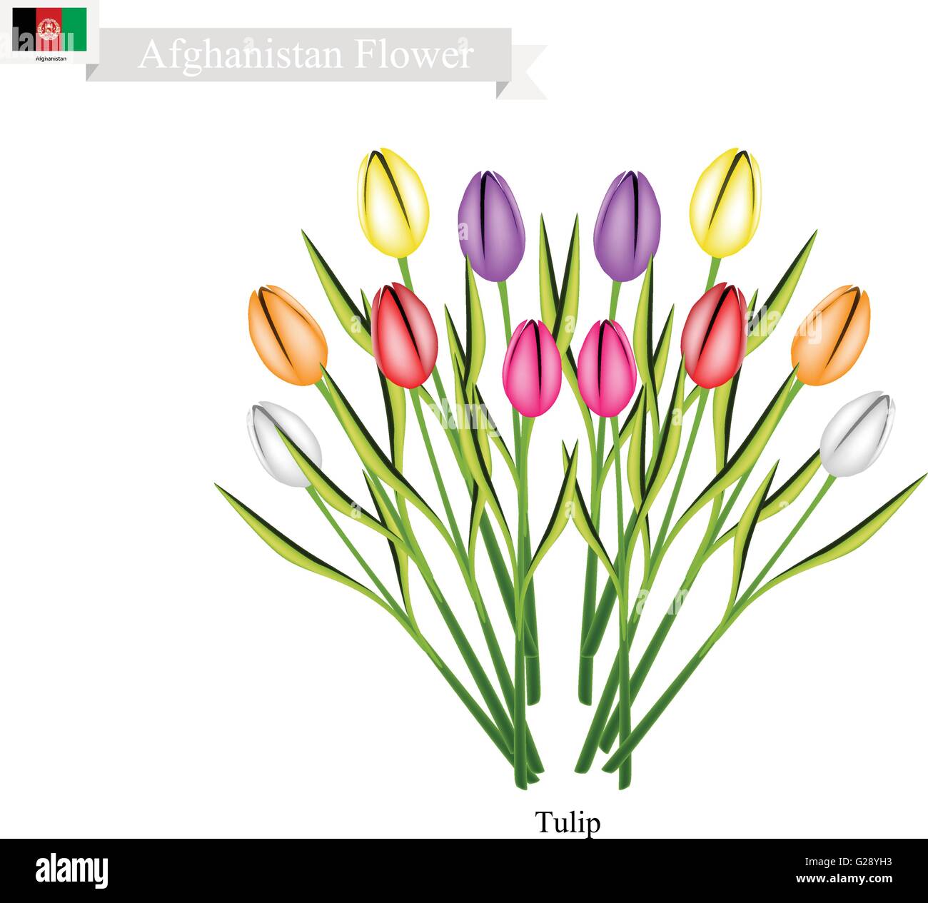 Afghanistan Flower, Illustration of Tulip Flowers. One of The Most ...