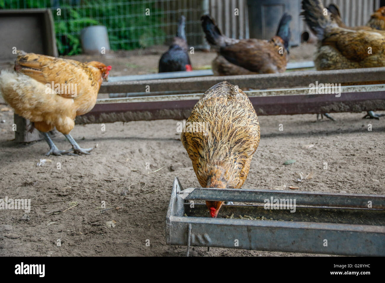 Free range chickens on a farm Stock Photo - Alamy