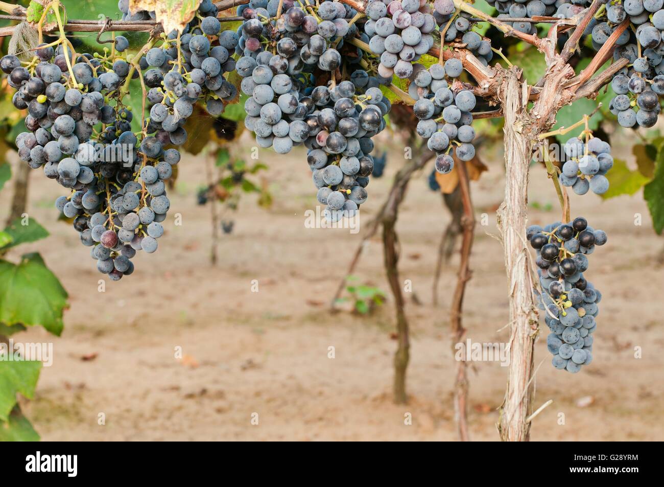 Grape cluster hi-res stock photography and images - Alamy