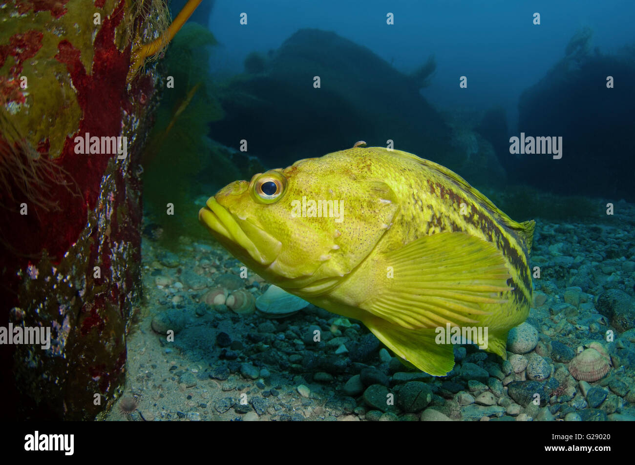 Yellow Rockfish, Gold Rockfish or Three-stripe Rockfish (Sebastes ...
