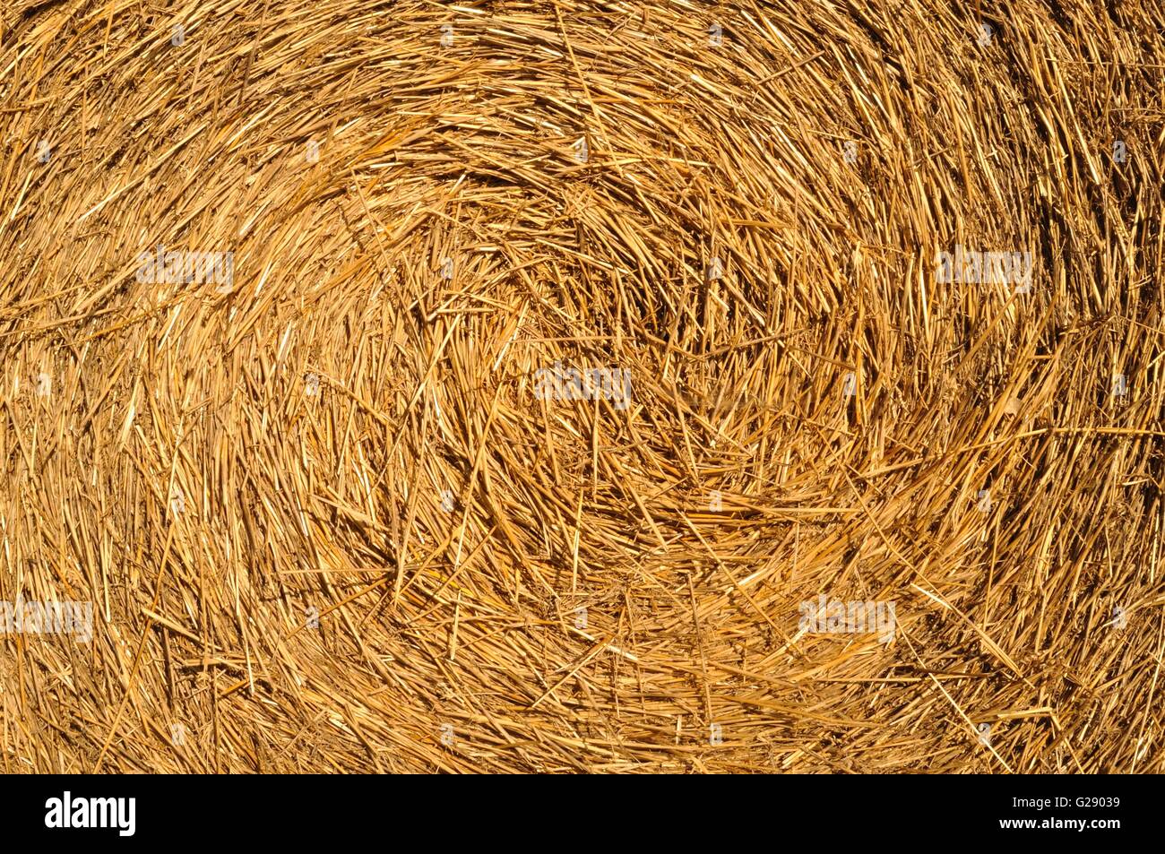 Dry wheat straw background Stock Photo - Alamy