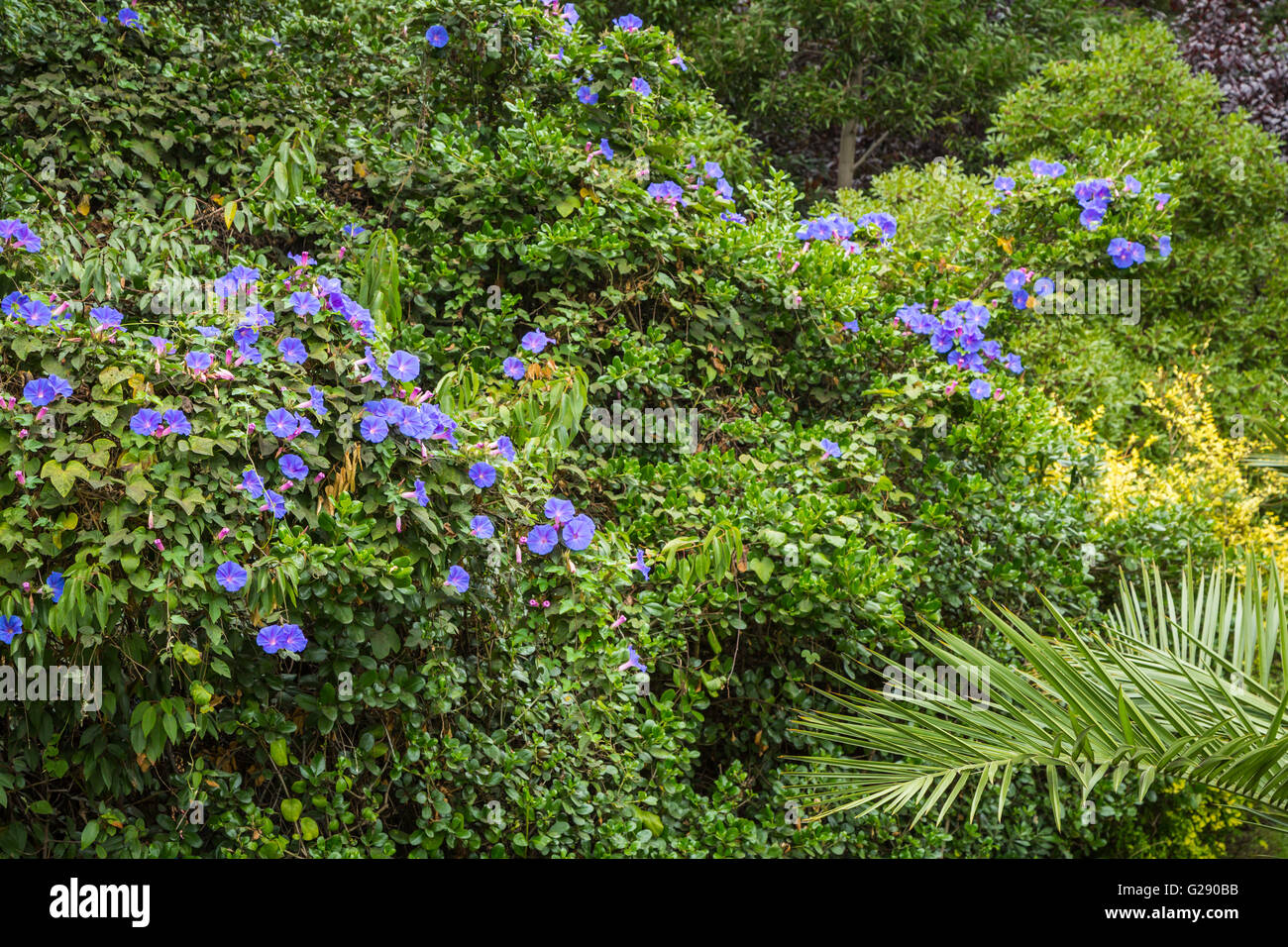 Tropical vegetation in the gardens of Vina del Mar, Chile, South ...