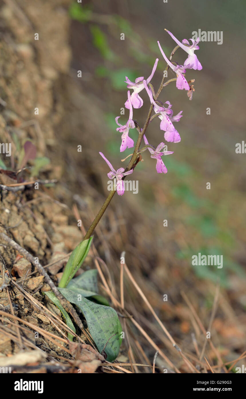 Orchis troodi hi-res stock photography and images - Alamy