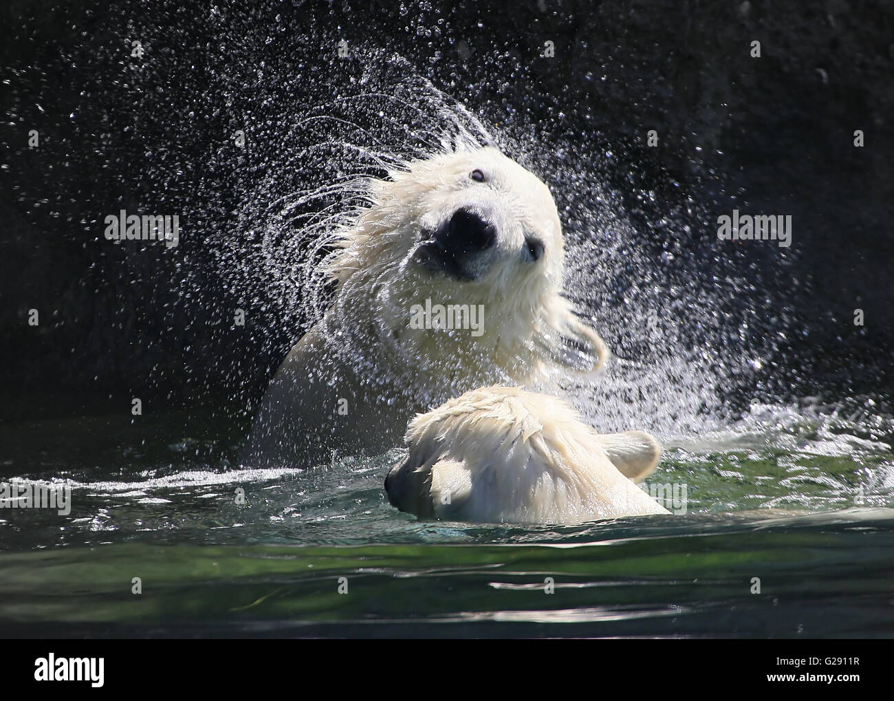 Bear Shaking Off Water High Resolution Stock Photography and Images - Alamy