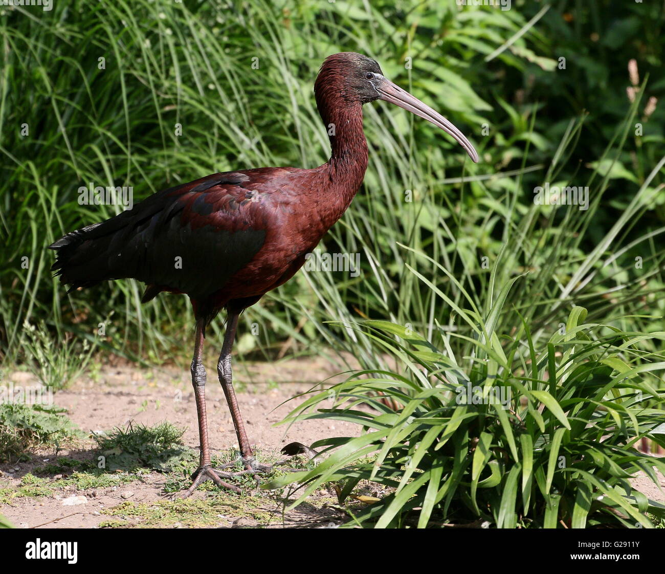 Ibises of the world hi-res stock photography and images - Alamy
