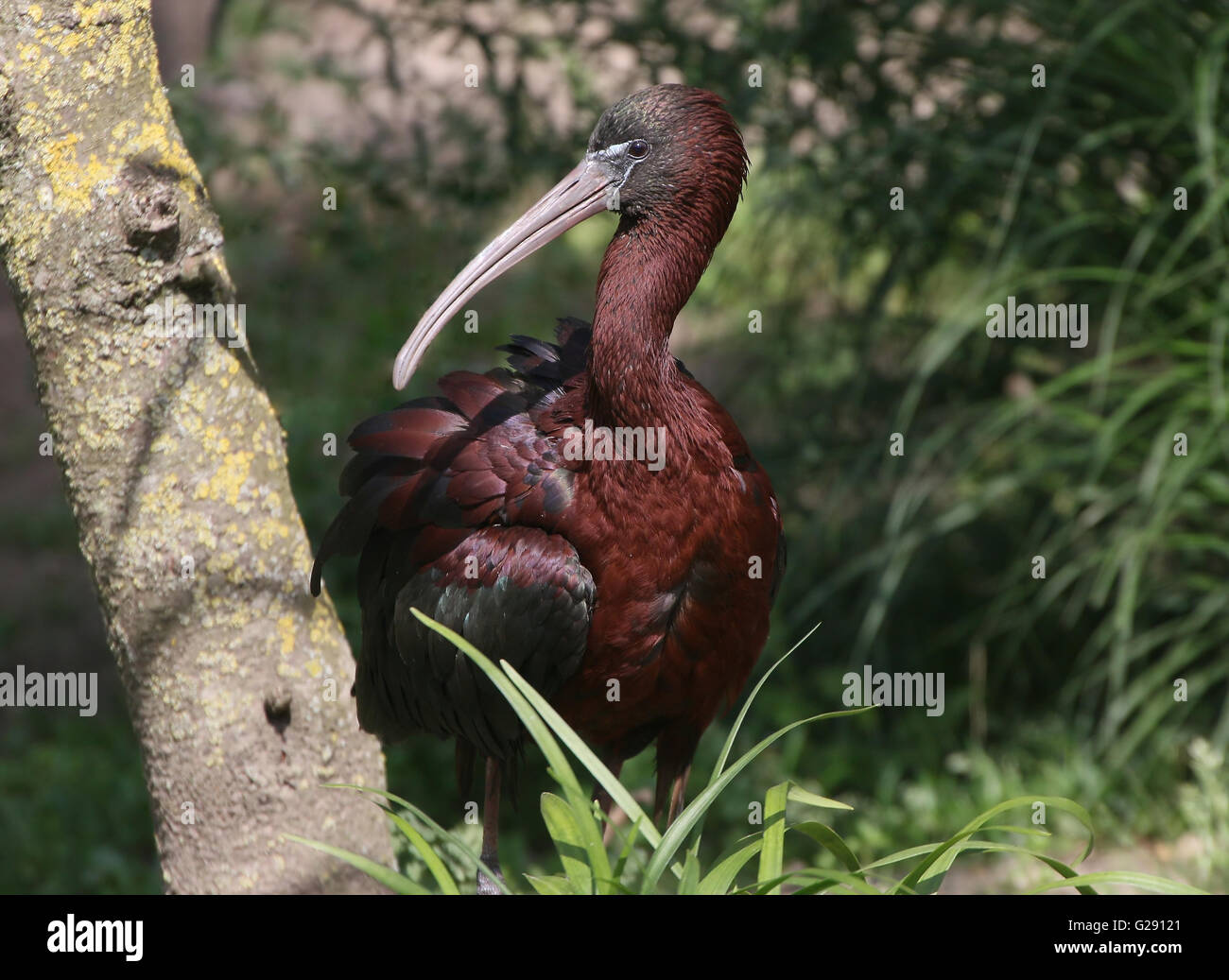 South American Puna Ibis (Plegadis ridgwayi Stock Photo - Alamy