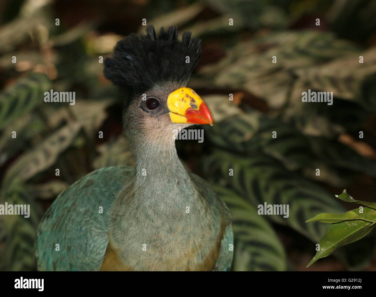 Turaco azzurro gigante hi-res stock photography and images - Alamy