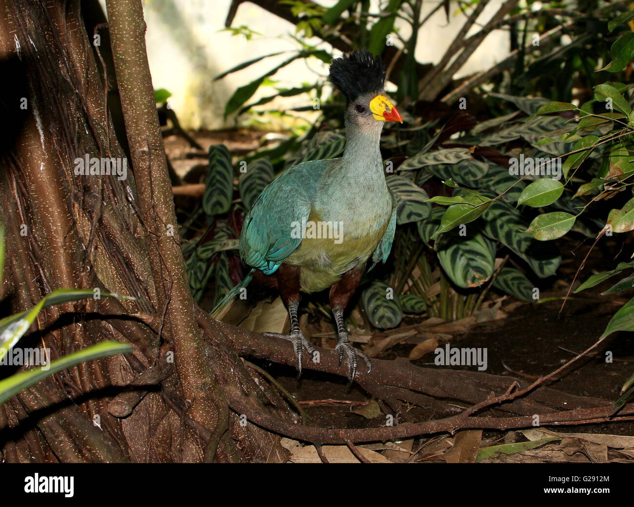 Turaco azzurro gigante hi-res stock photography and images - Alamy